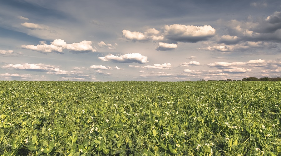 Améliorer la circularité de la filière des protéines végétales en Wallonie | Wagralim